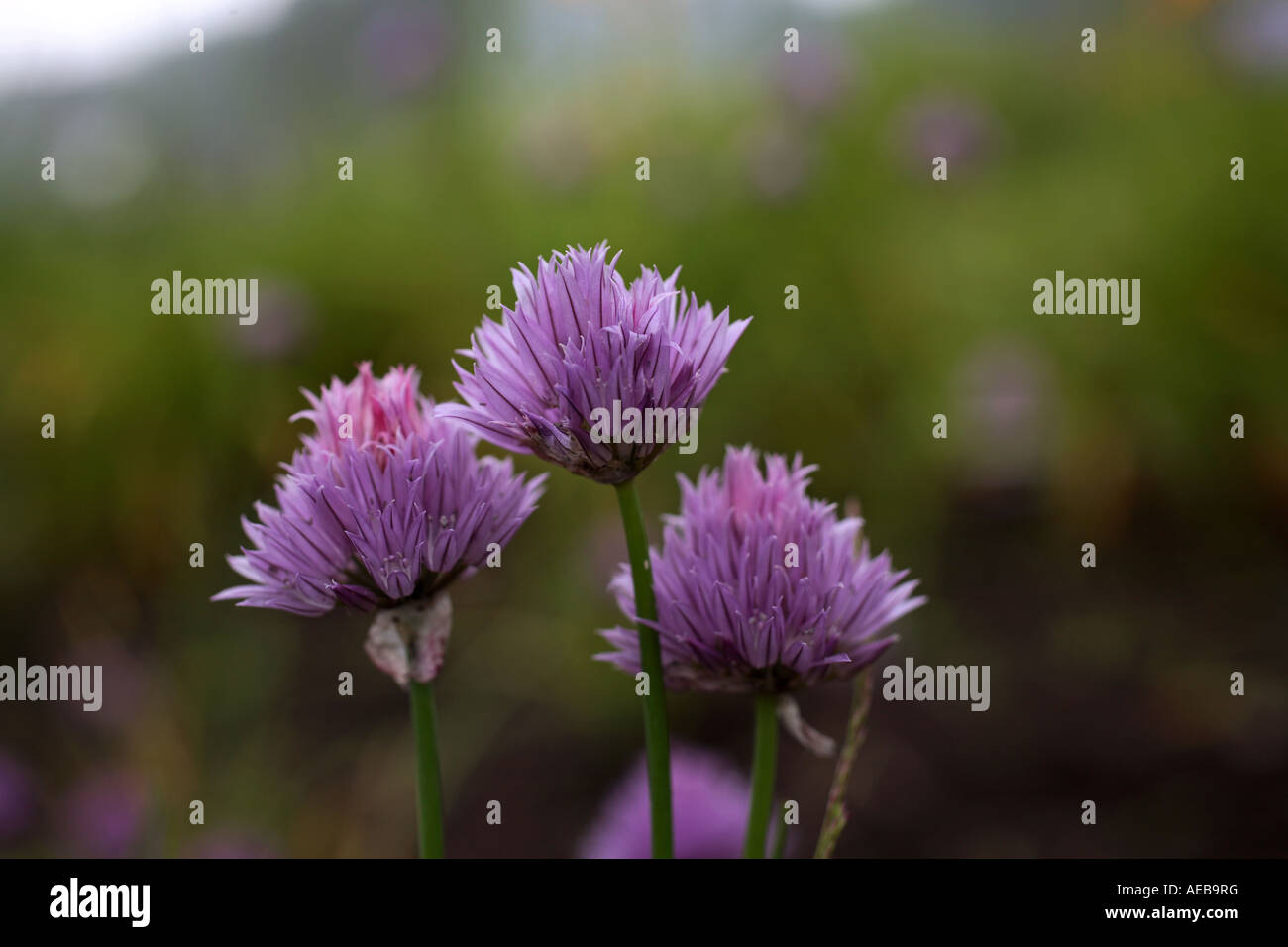 The Chives at Tanbara lavender park in Gunma Japan Asia Stock Photo - Alamy