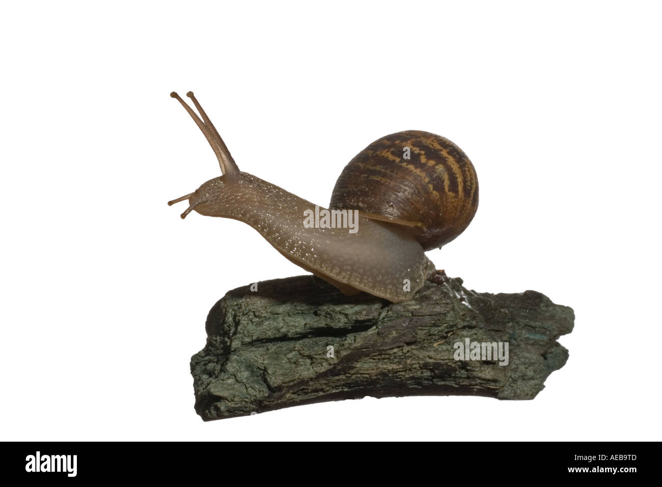 Common snail emerged from shell Surrey England July Stock Photo - Alamy
