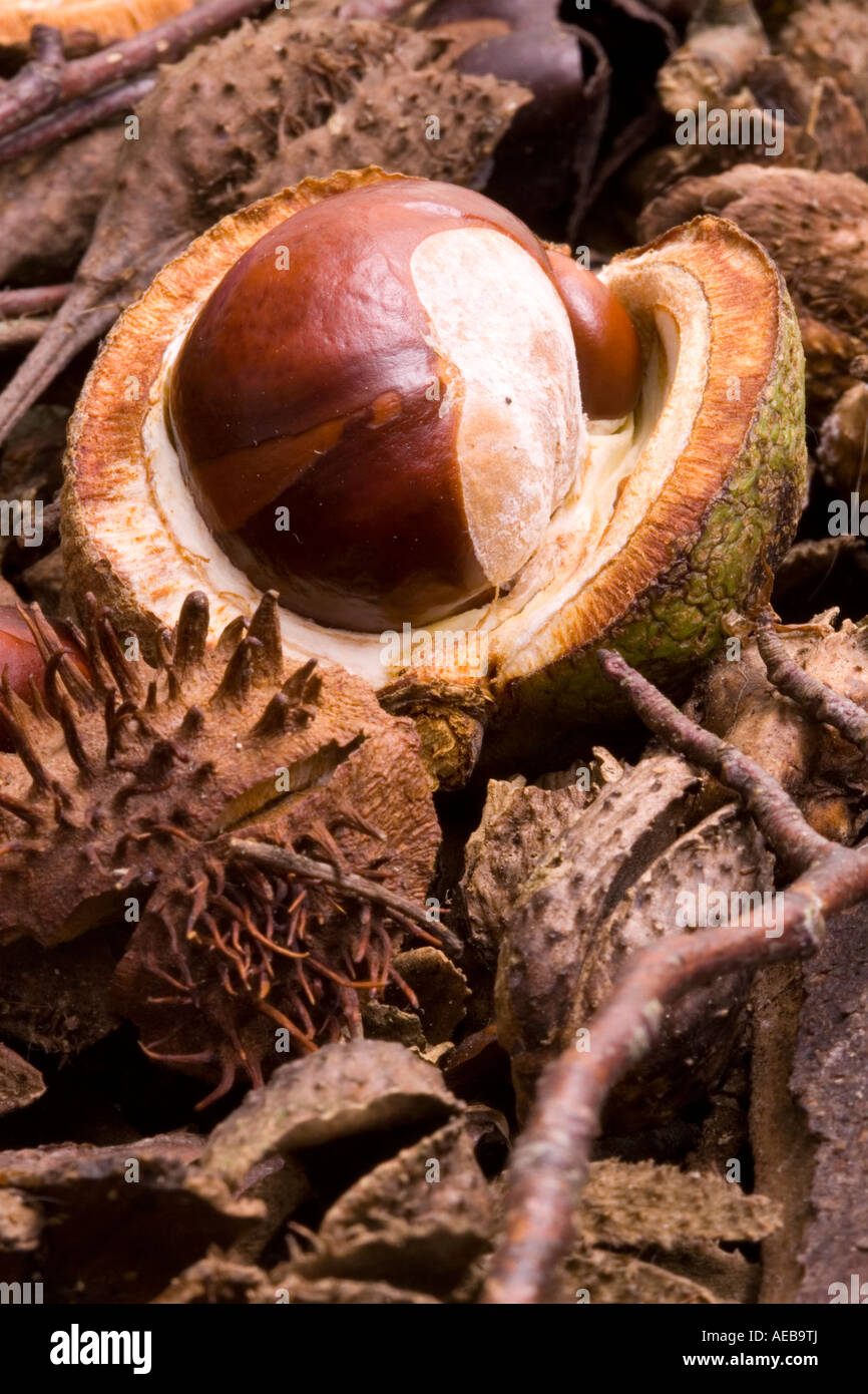 Conkers on woodland floor Wiltshire England UK Stock Photo - Alamy