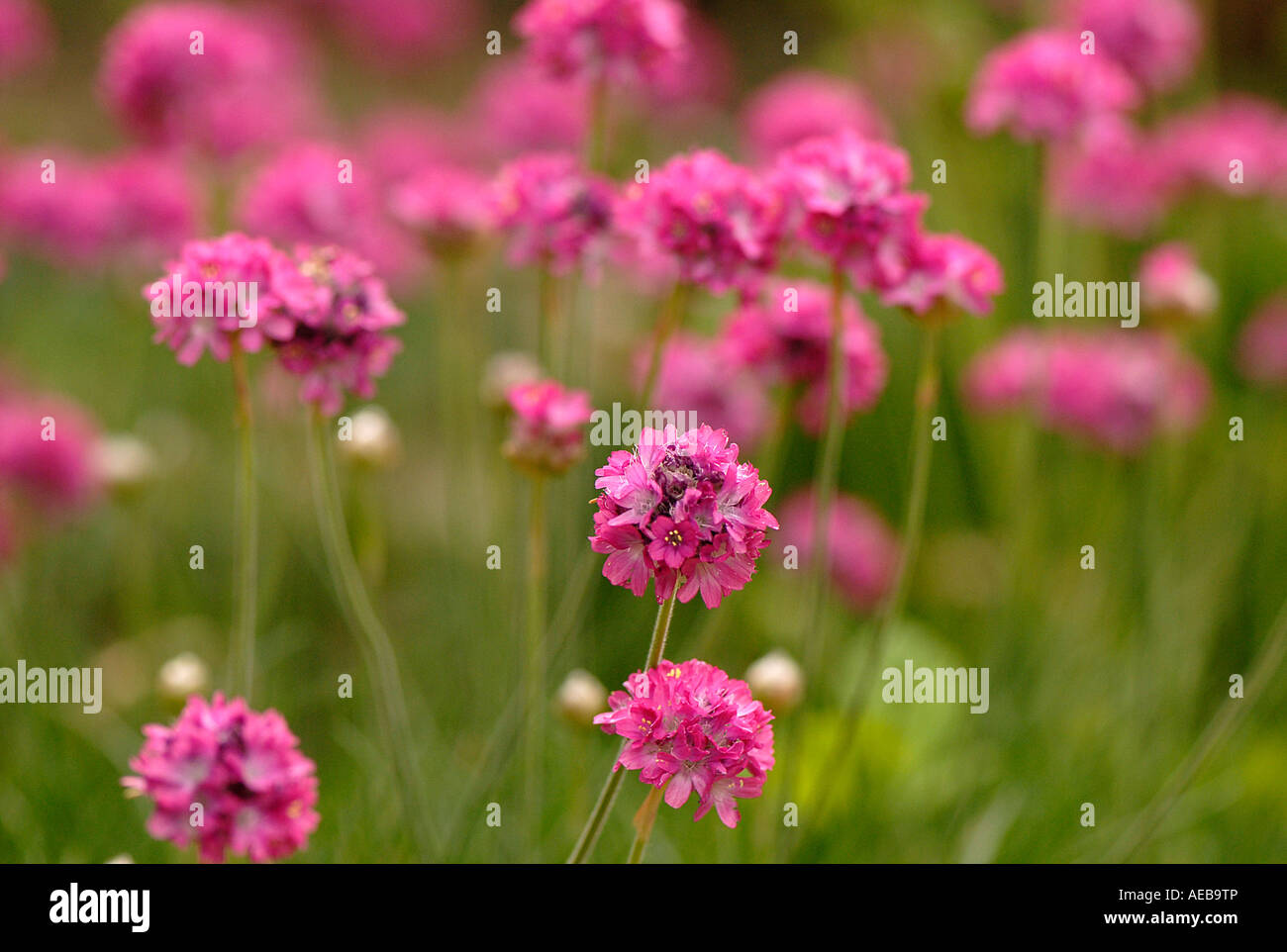 A little cluster of the delicate Sea pink flowers - Armeria maritima ...