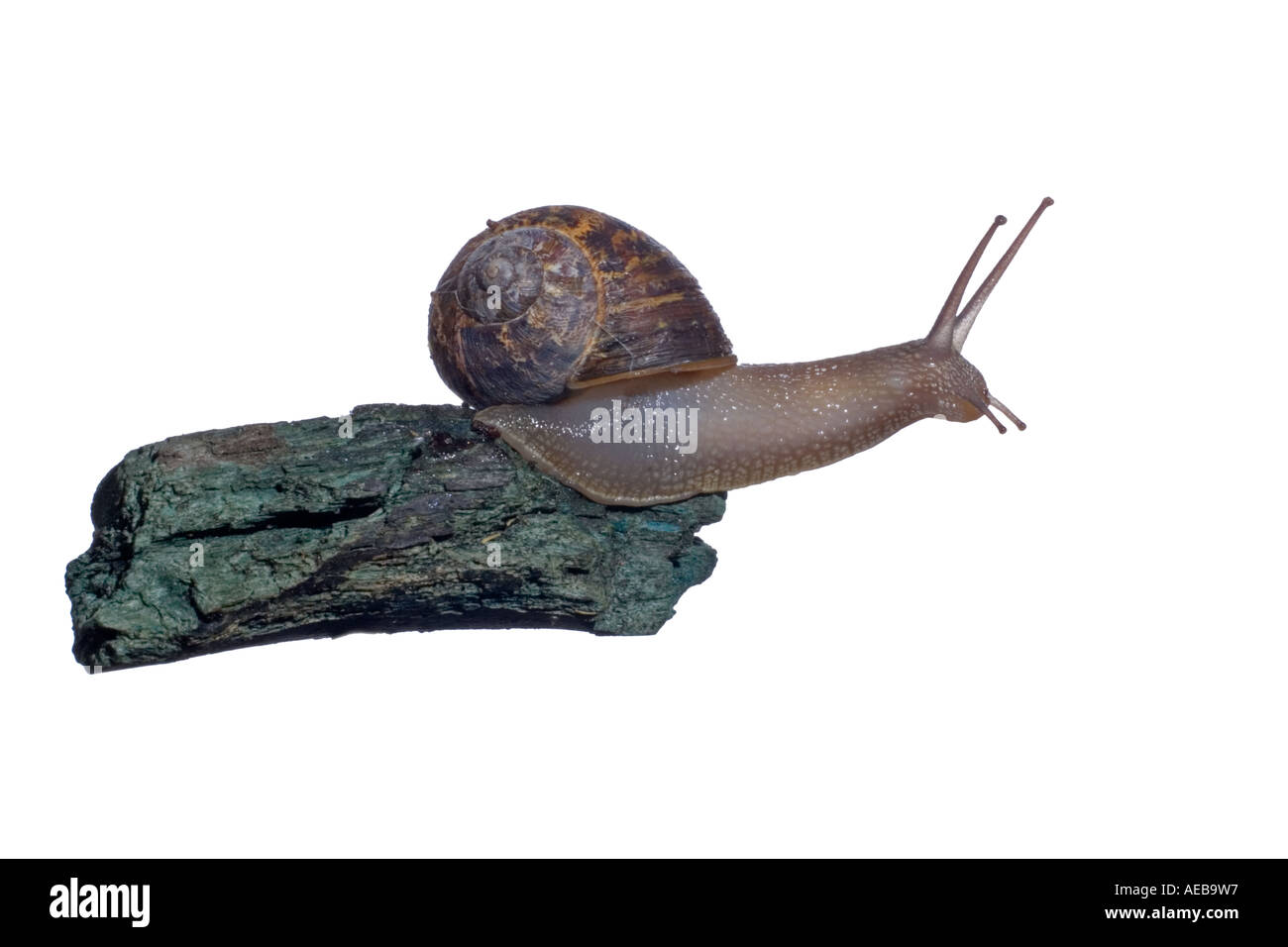 Common Snail emerged from shell Surrey England July Stock Photo - Alamy
