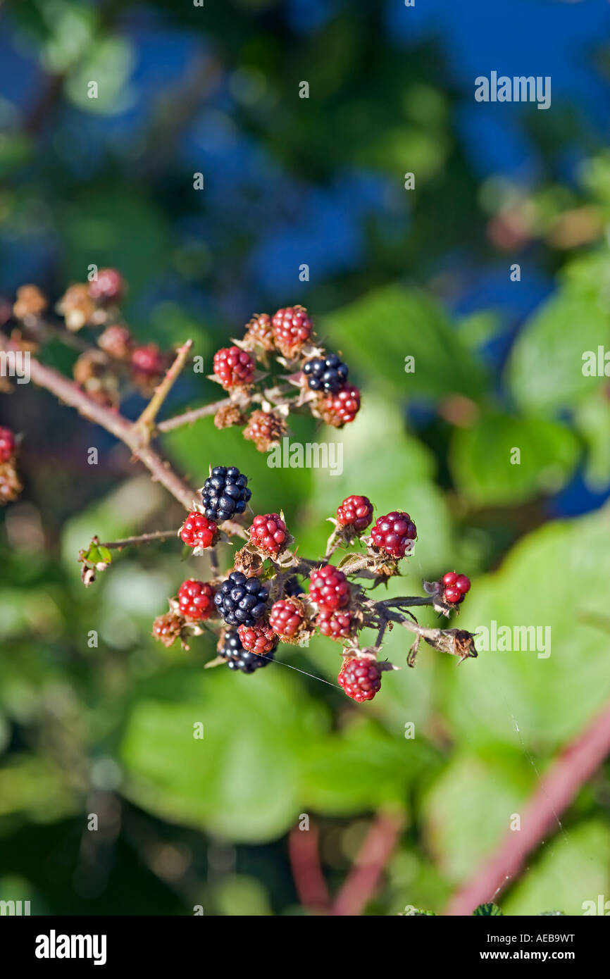 Hedgerow autumn blackberries hi-res stock photography and images - Alamy