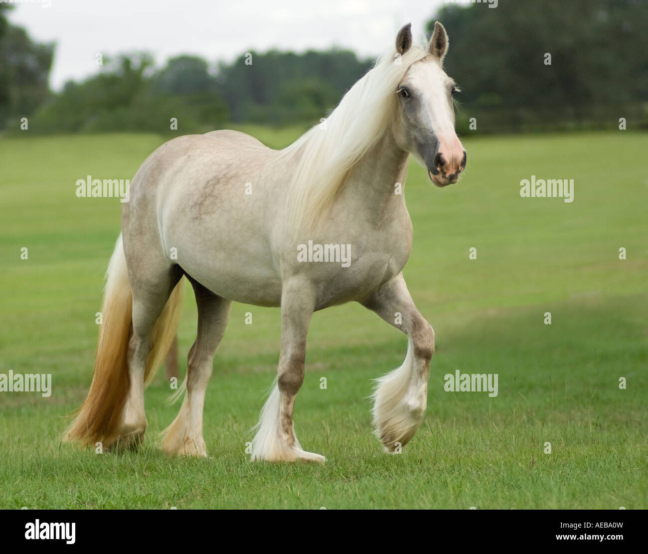 Gypsy Vanner Horse mare Stock Photo - Alamy
