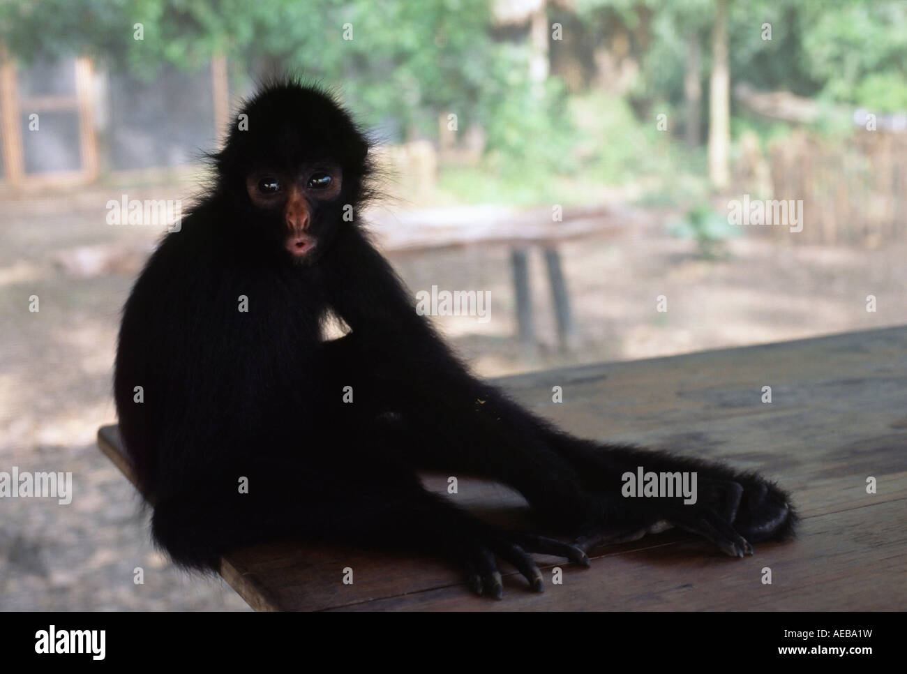 Spider monkey - Amazon basin, Beni BOLIVIA Stock Photo - Alamy