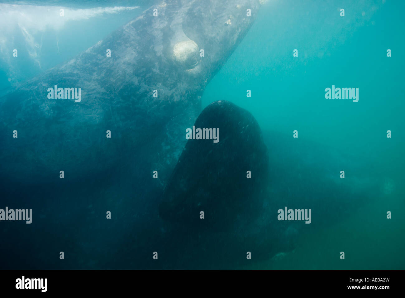 Argentina Chubut Province Puerto Piramedes Underwater view of Southern ...