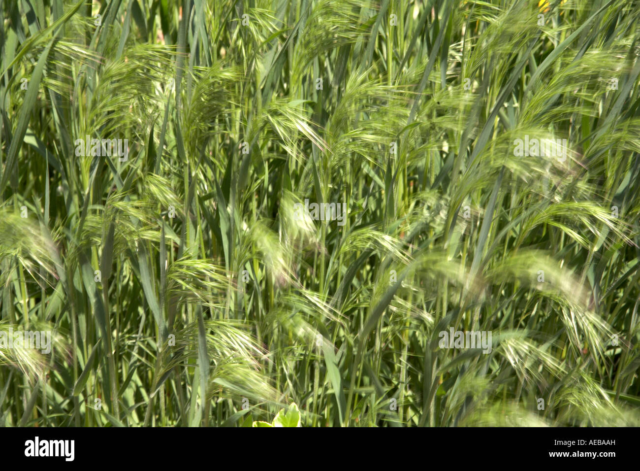 Lawns turf crops hi-res stock photography and images - Alamy
