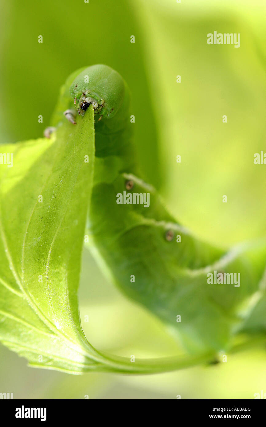 Tobacco hornworm, Manduca sexta (Linnaeus); Tomato hornworm, Manduca ...