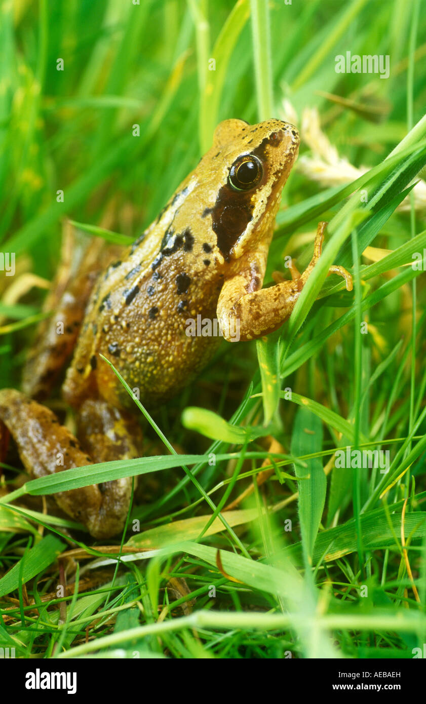 Frog jump pond hi-res stock photography and images - Alamy