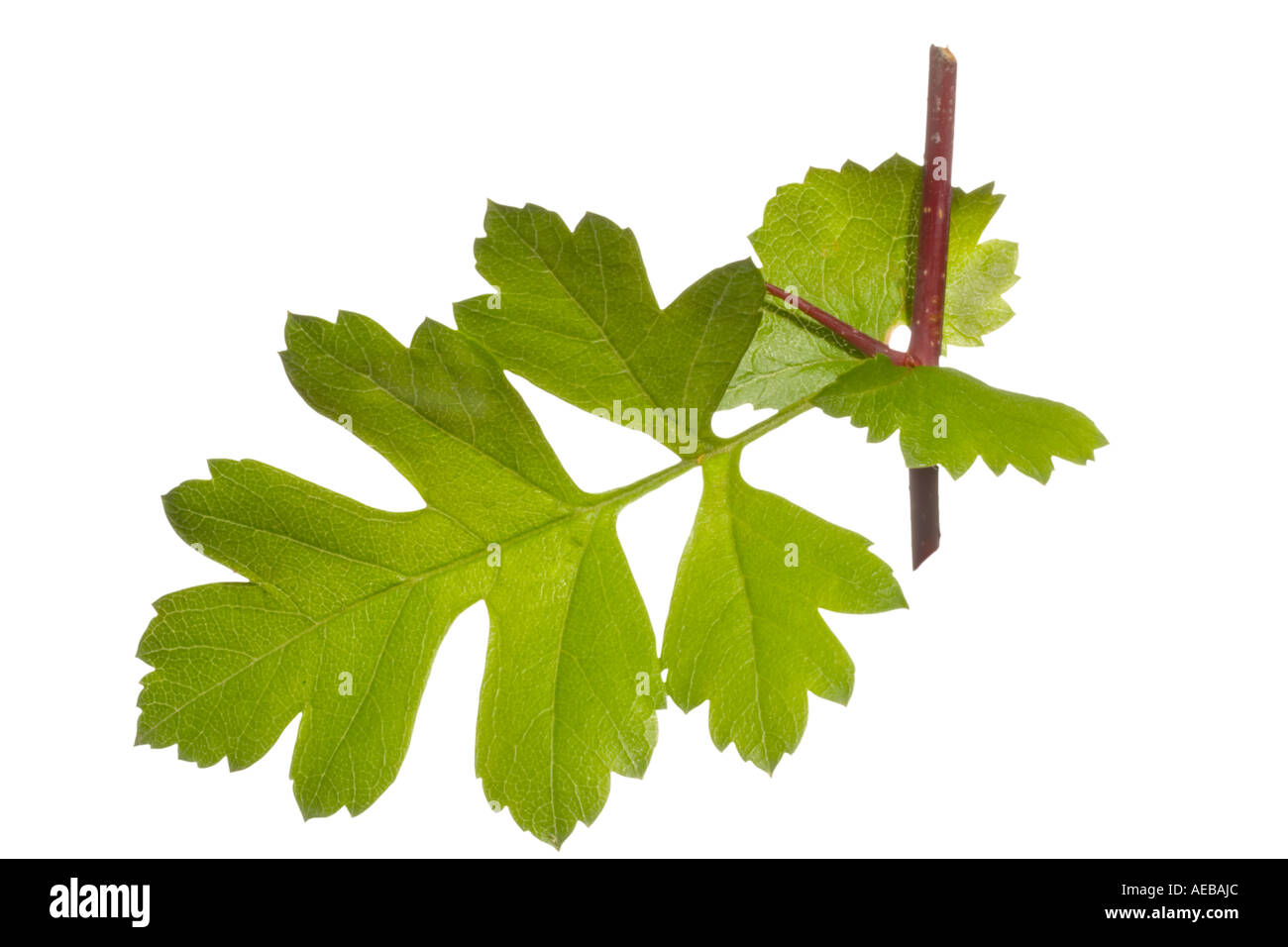 Hawthorn leaf Spine Surrey England May Stock Photo - Alamy