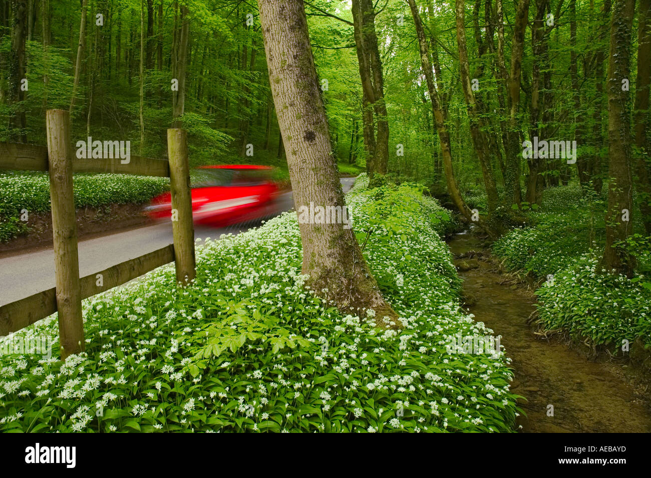 Stream and Wild Ramsons Red Car in Woodland Bwlch y Cwm near ...