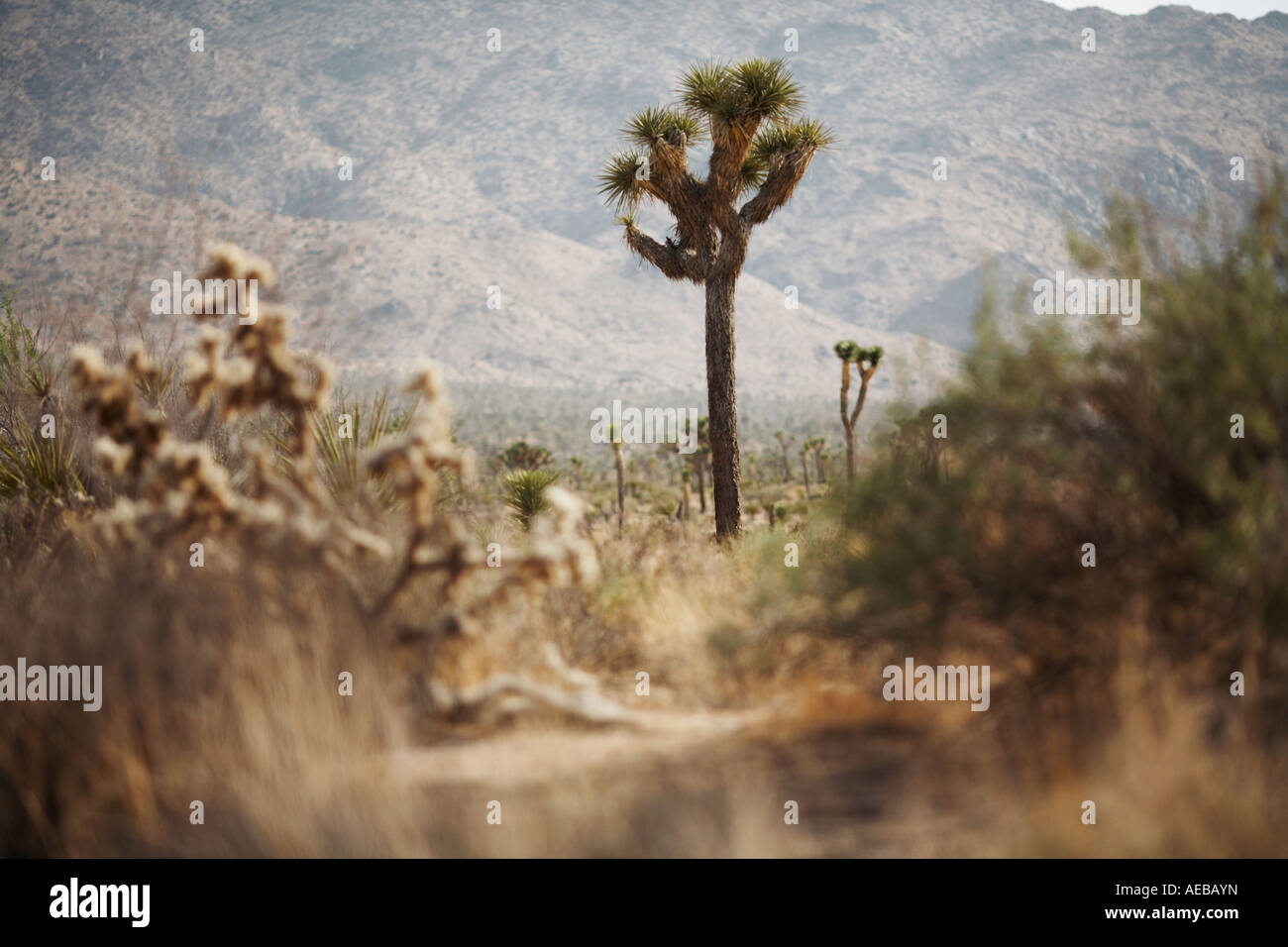 Beautiful Joshua Tree with Cholla Cactus and Brush in Joshua Tree ...