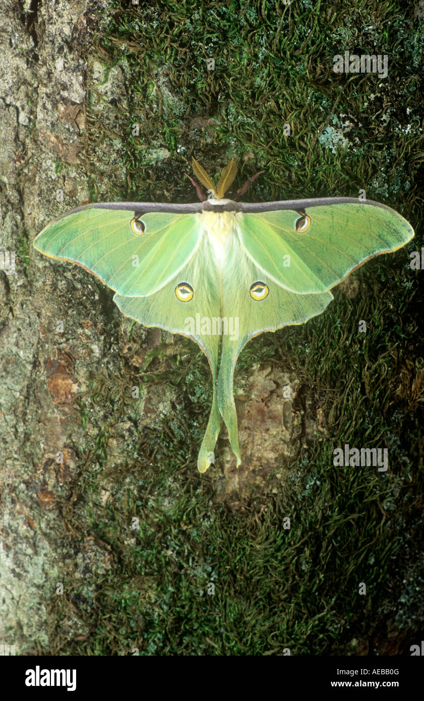 American moon moth hi-res stock photography and images - Alamy