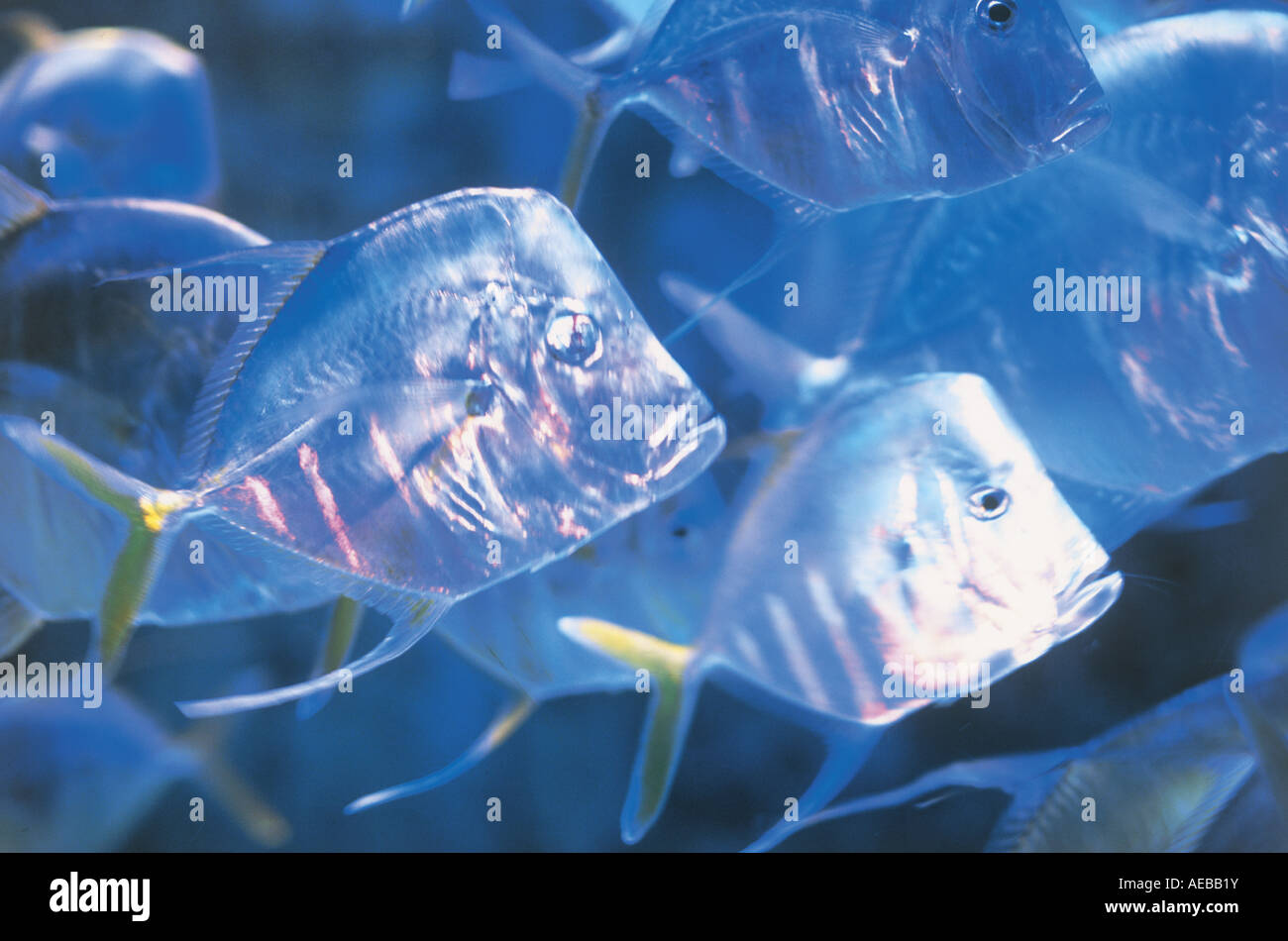 Fish Aquarium Atlantis Bahamas Stock Photo - Alamy