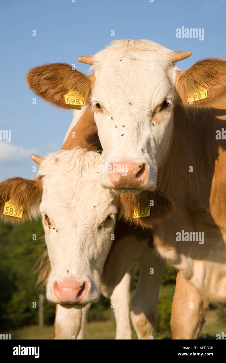 Cows on Slivnica Mountain , Slovenia Stock Photo - Alamy