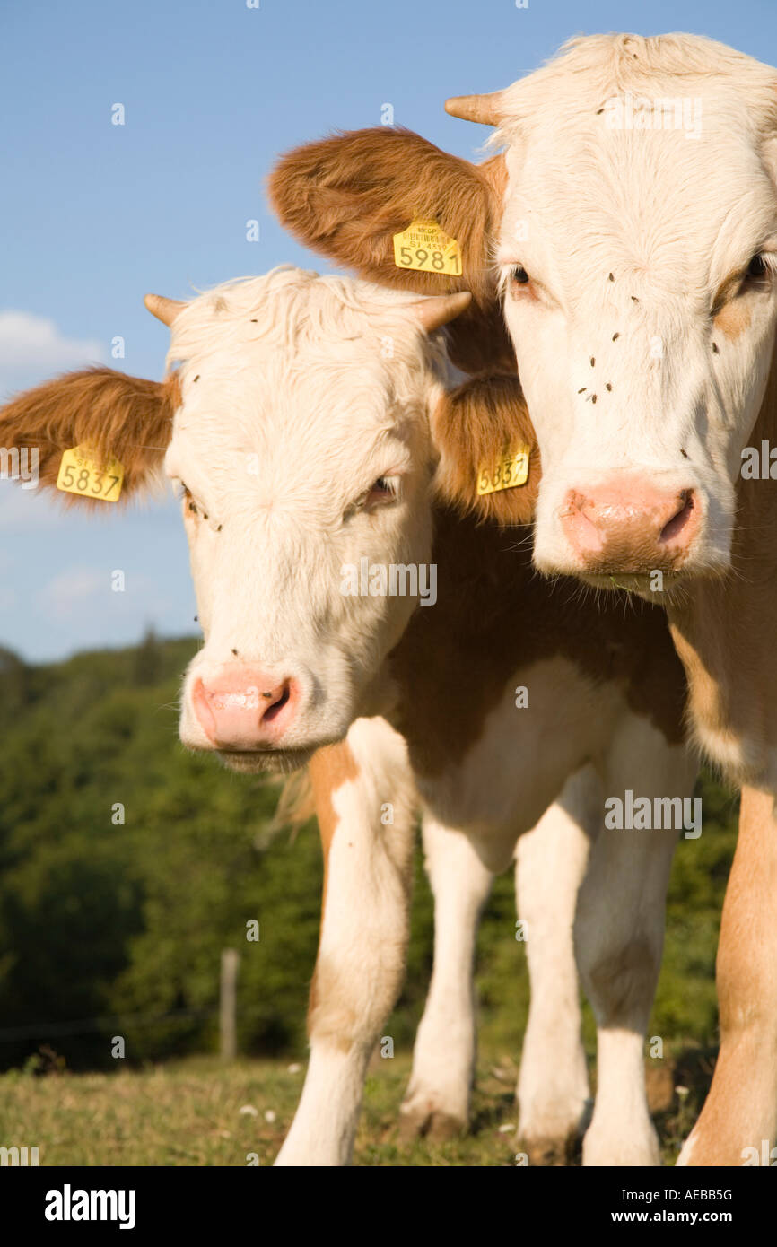 Cows on Slivnica Mountain , Slovenia Stock Photo - Alamy