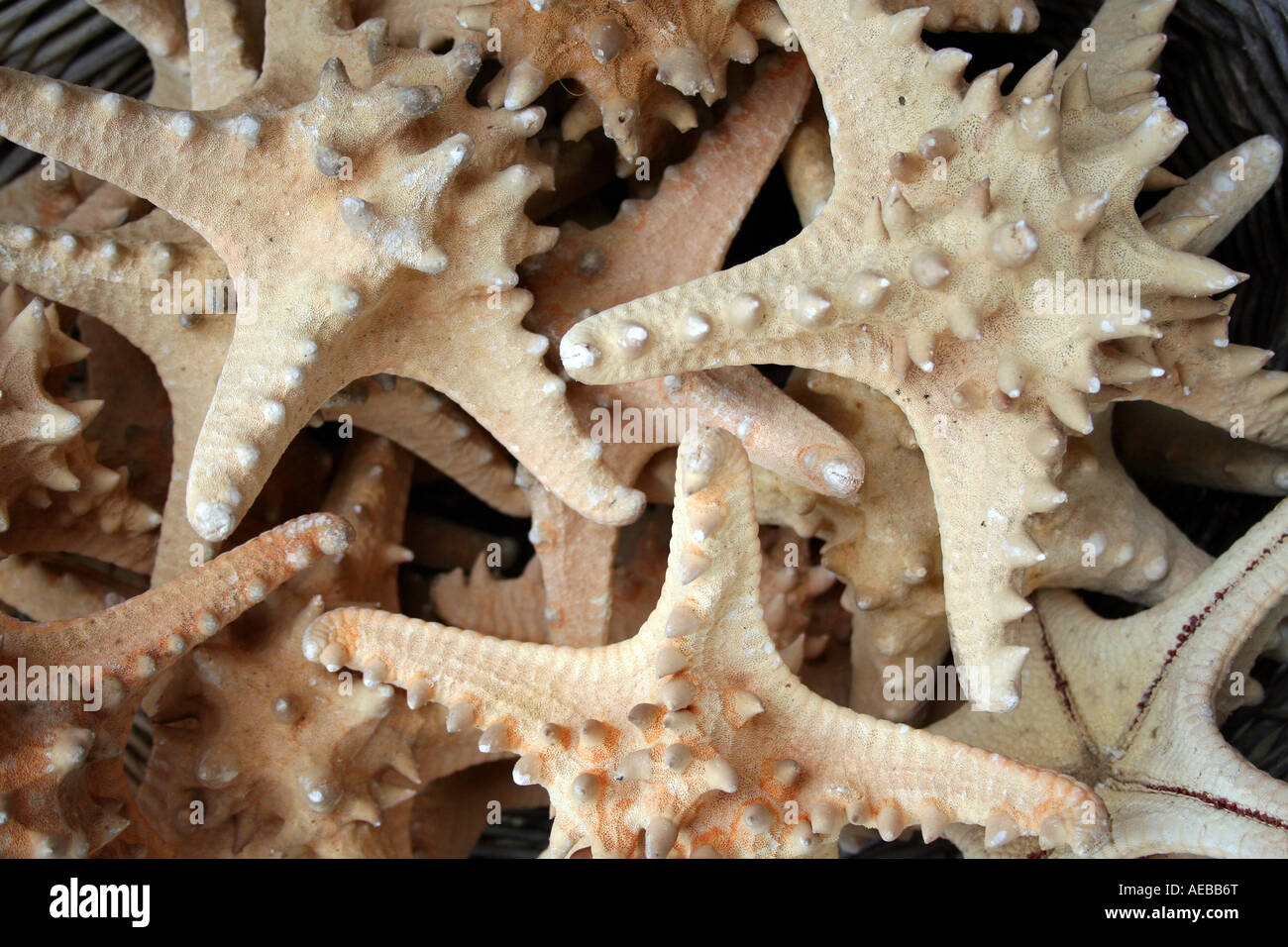 A group of starfish Stock Photo - Alamy