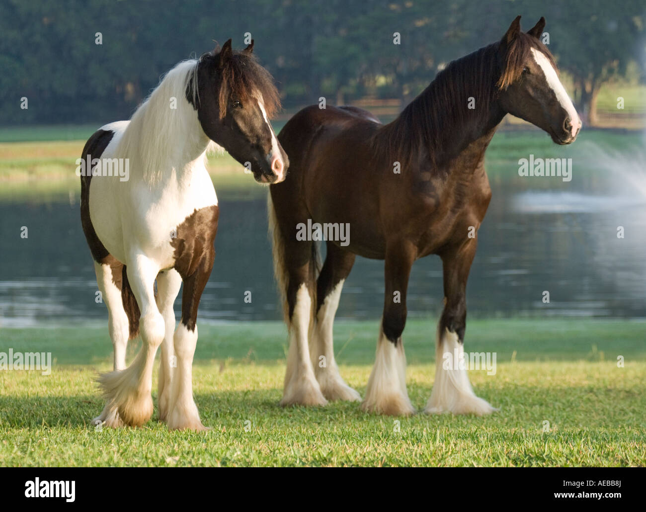 Gypsy Vaner Horse fillies Stock Photo - Alamy