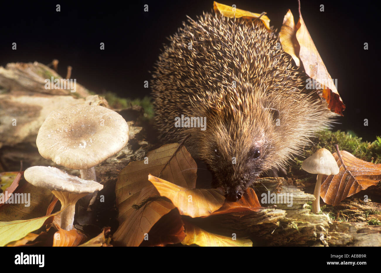 Hedgehog in wood Stock Photo - Alamy