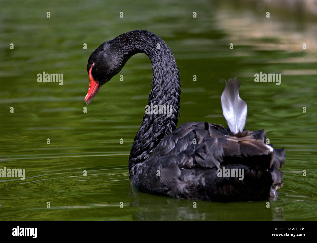Australian Black Swan (cygnus atratus) preening Stock Photo - Alamy
