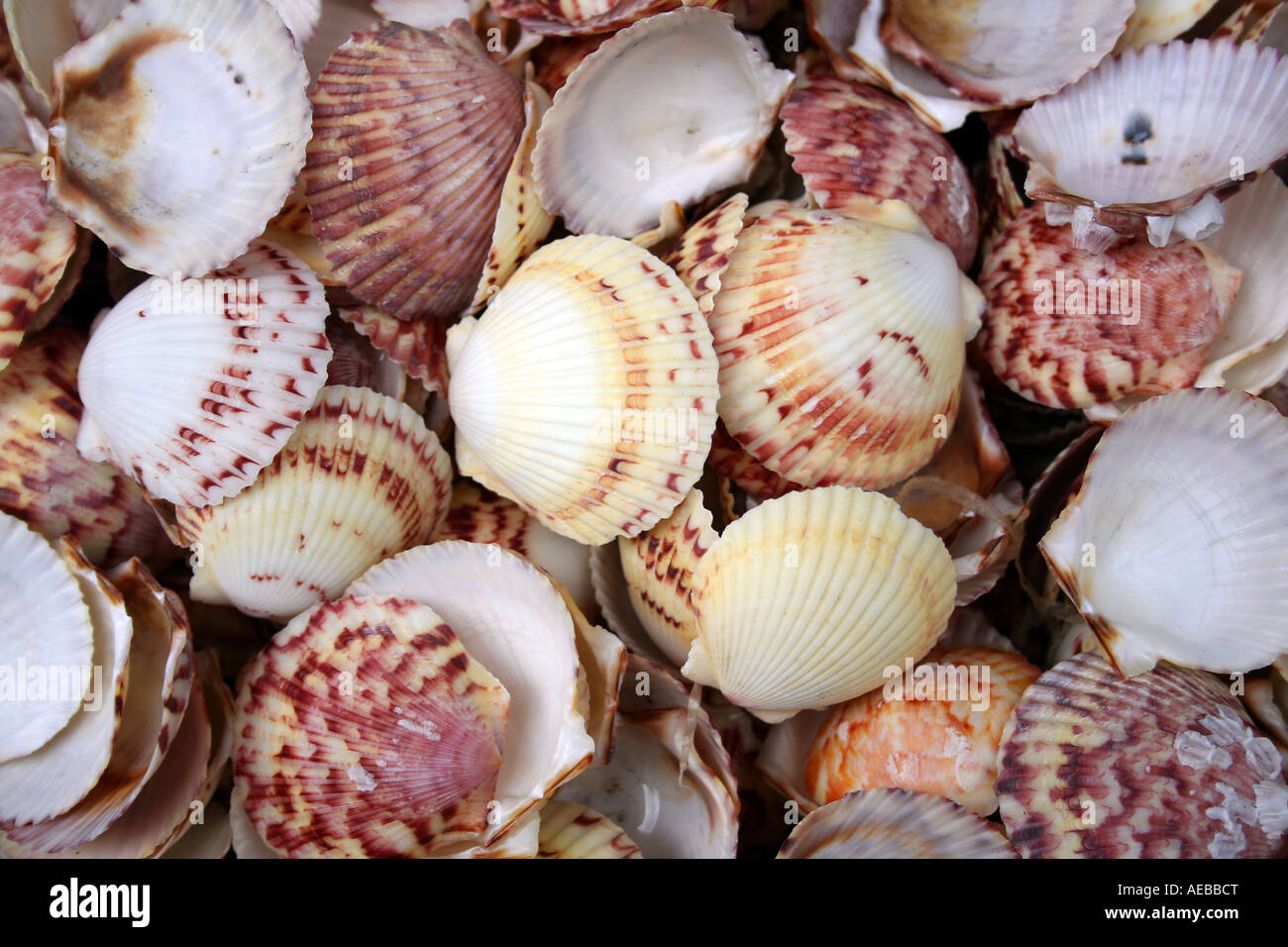 Scallop shell hi-res stock photography and images - Alamy