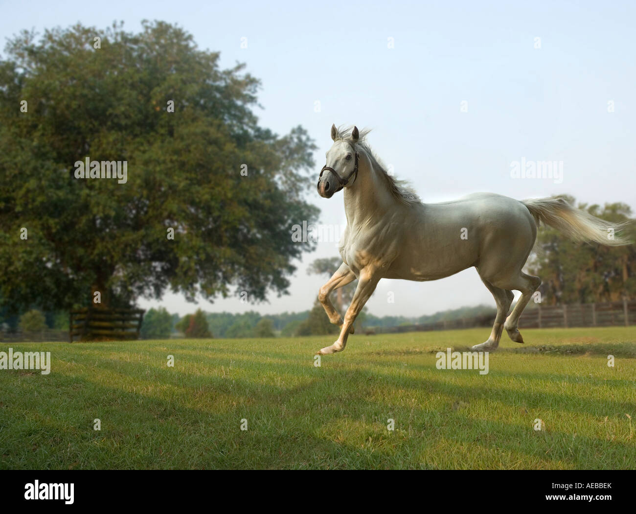 Thoroughbred stallion at liberty Stock Photo - Alamy