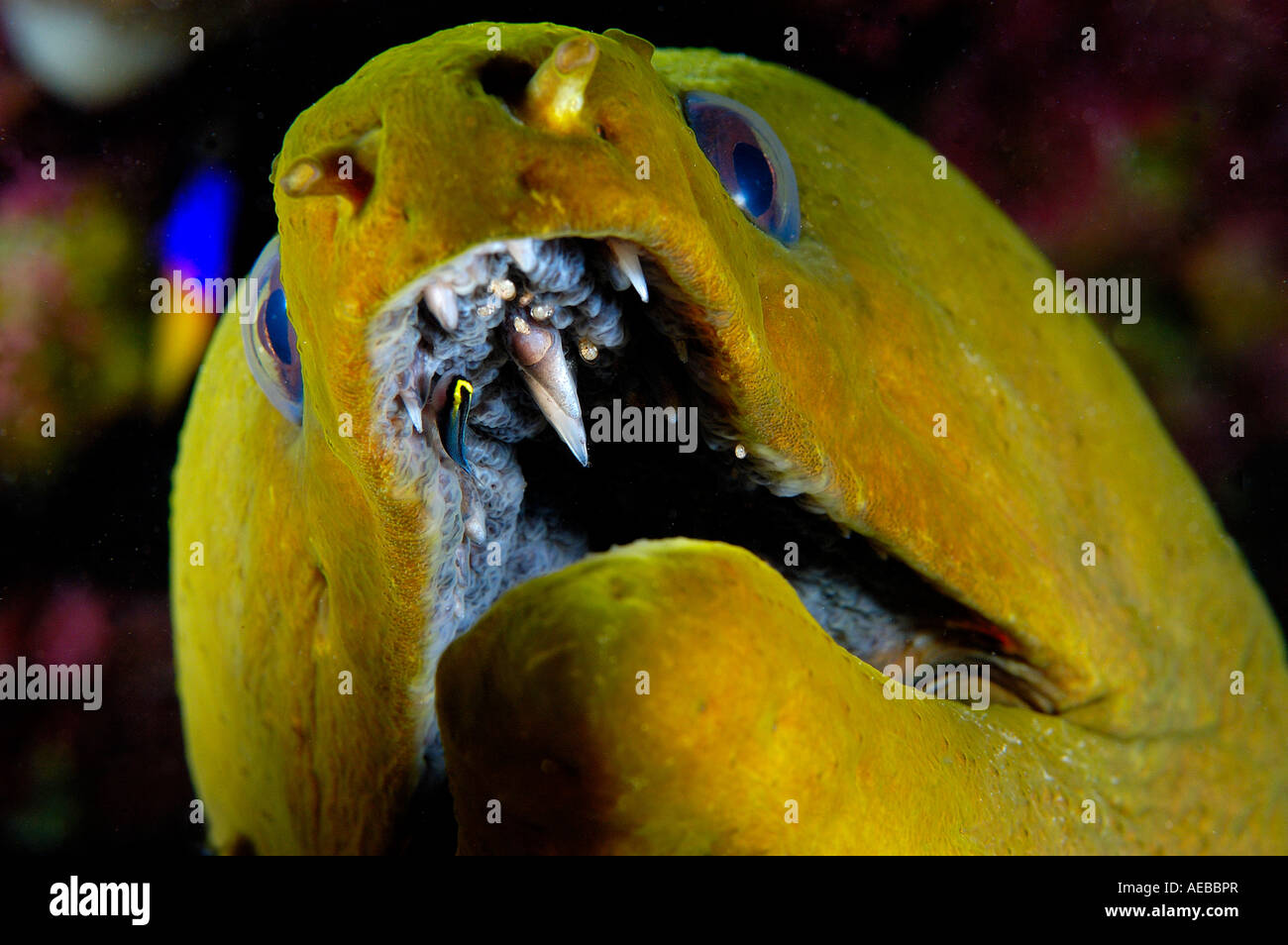 Large Green Morey eel Stock Photo - Alamy