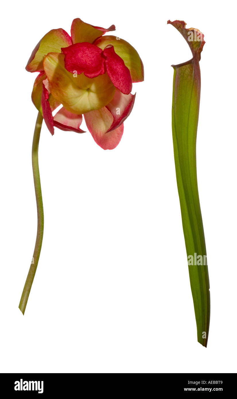 Pitcher plant nepenthes flowers hi-res stock photography and images - Alamy