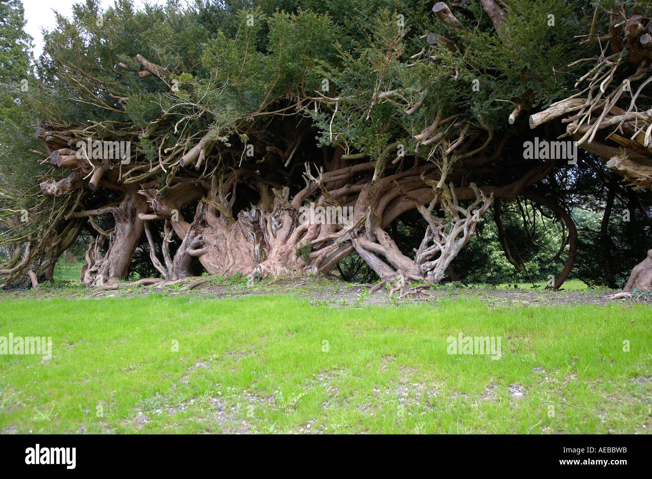 Yew tree wales hi-res stock photography and images - Alamy