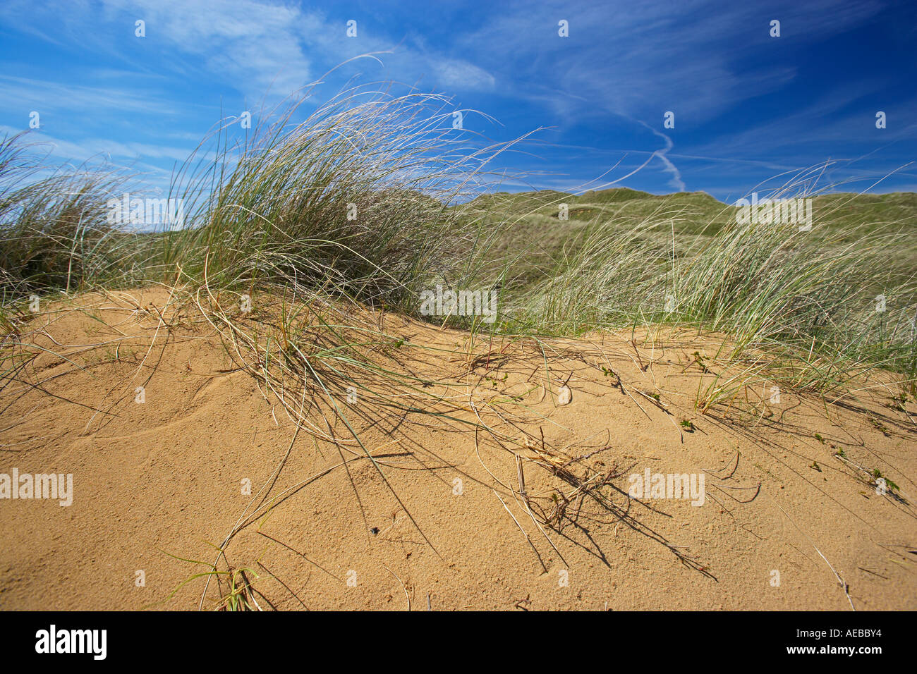 Sand Dunes and Grasses Gower Beach South Wales Stock Photo - Alamy
