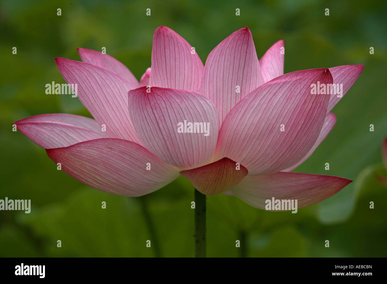 Oga lotuses at the Koga multi-purpose park in Ibaraki Japan Asia Stock ...