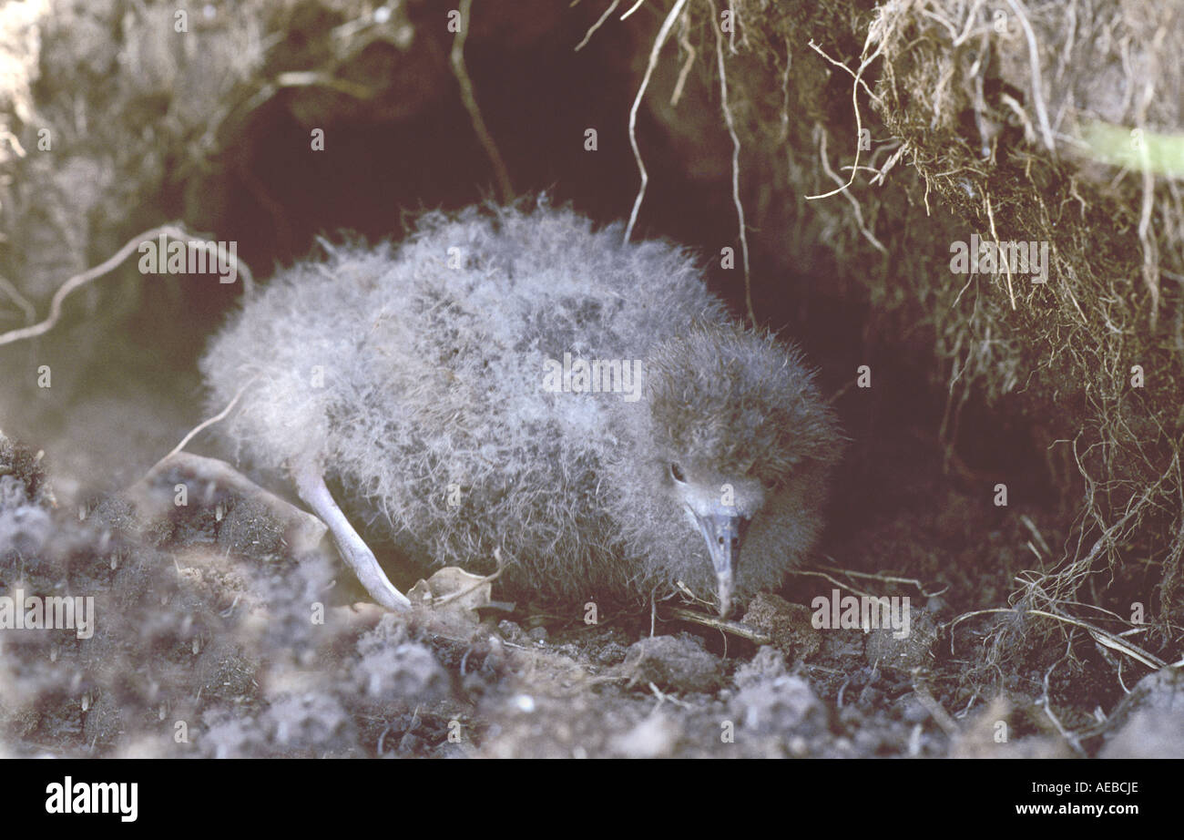 Mutton bird island australia hi-res stock photography and images - Alamy