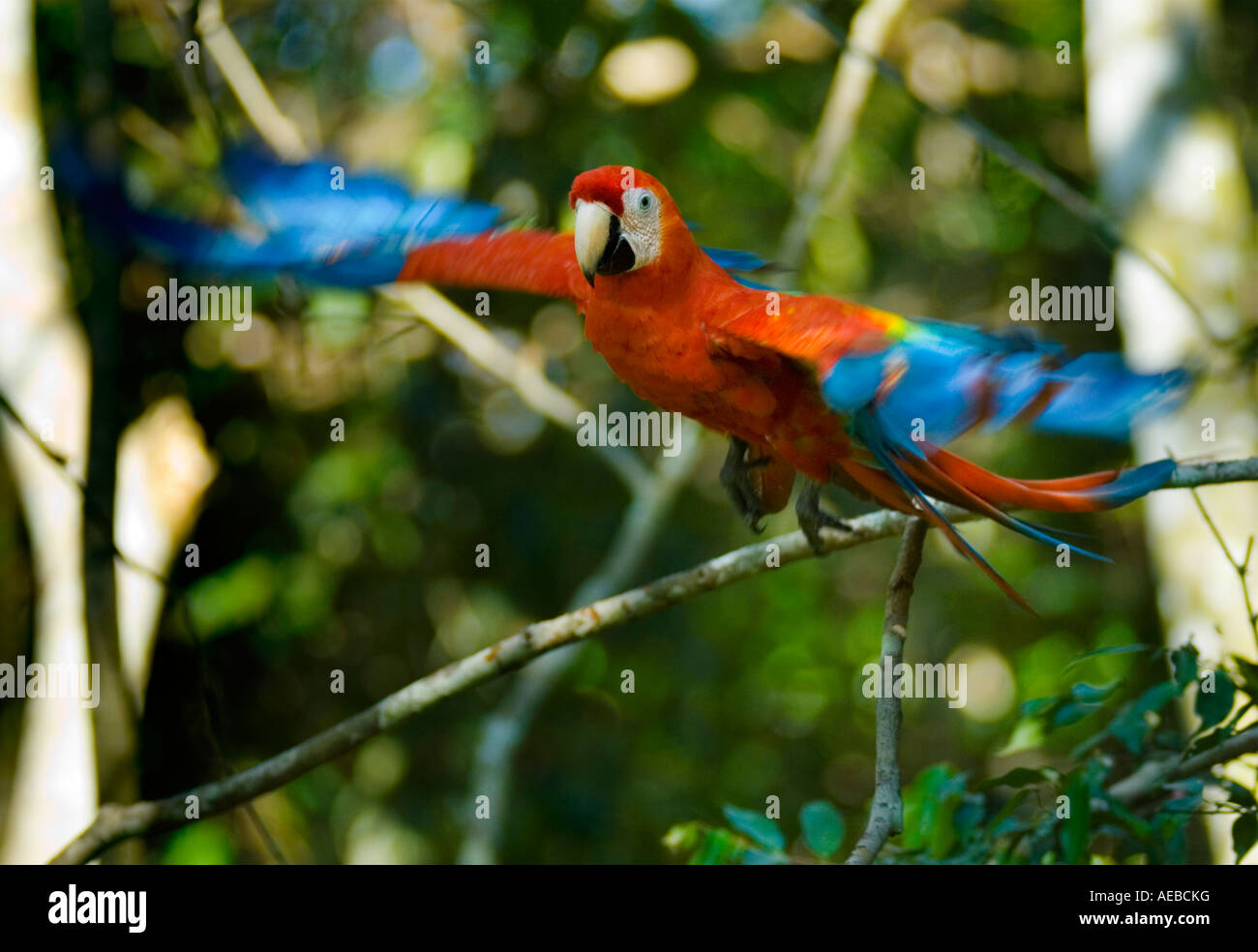 SCARLET MACAW flying Ara macao Stock Photo - Alamy
