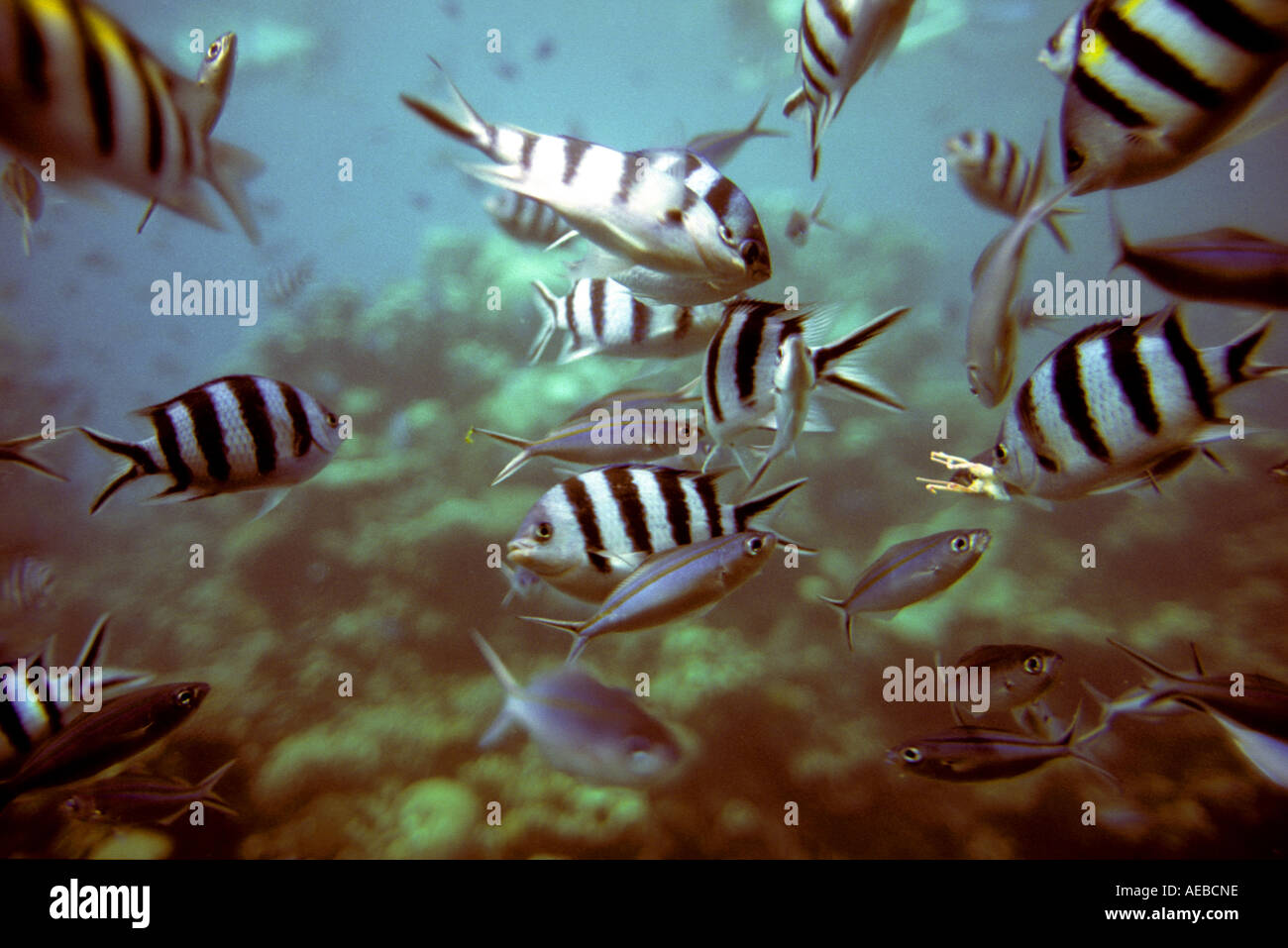 Fish Great Barrier Reef Queensland Australia Stock Photo - Alamy