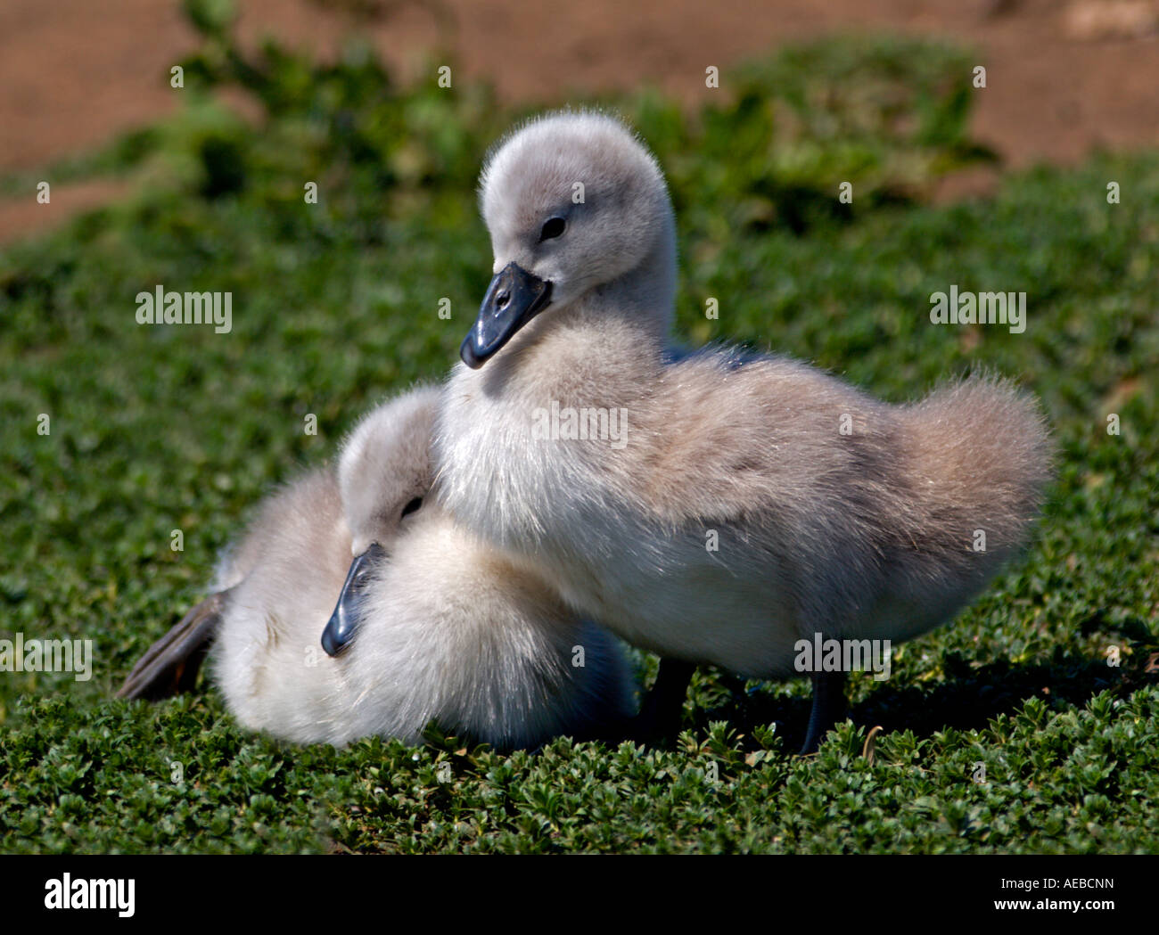 Mute Swan Cygnets (cygnus olor Stock Photo - Alamy