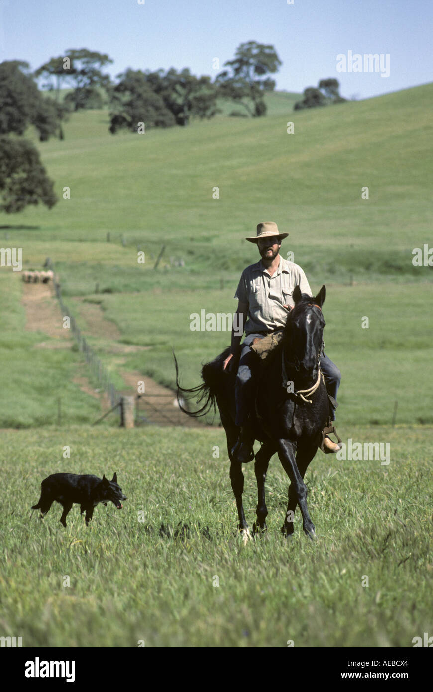 Stockman with dog hi-res stock photography and images - Alamy