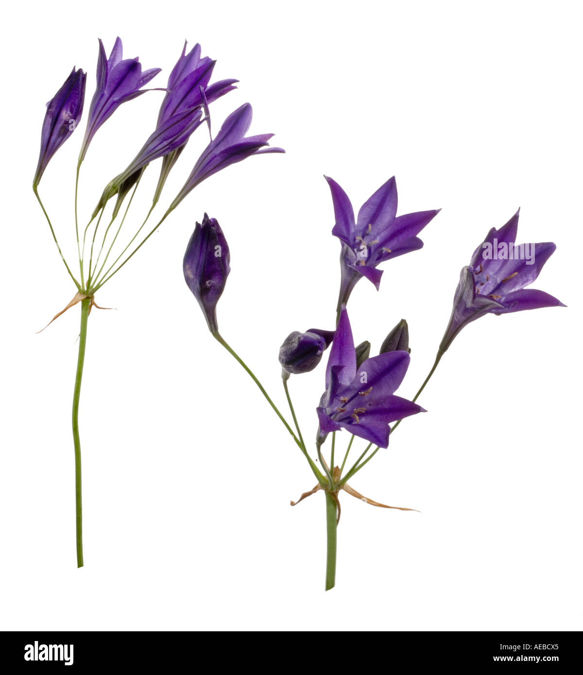 Triteleia laxa hi-res stock photography and images - Alamy