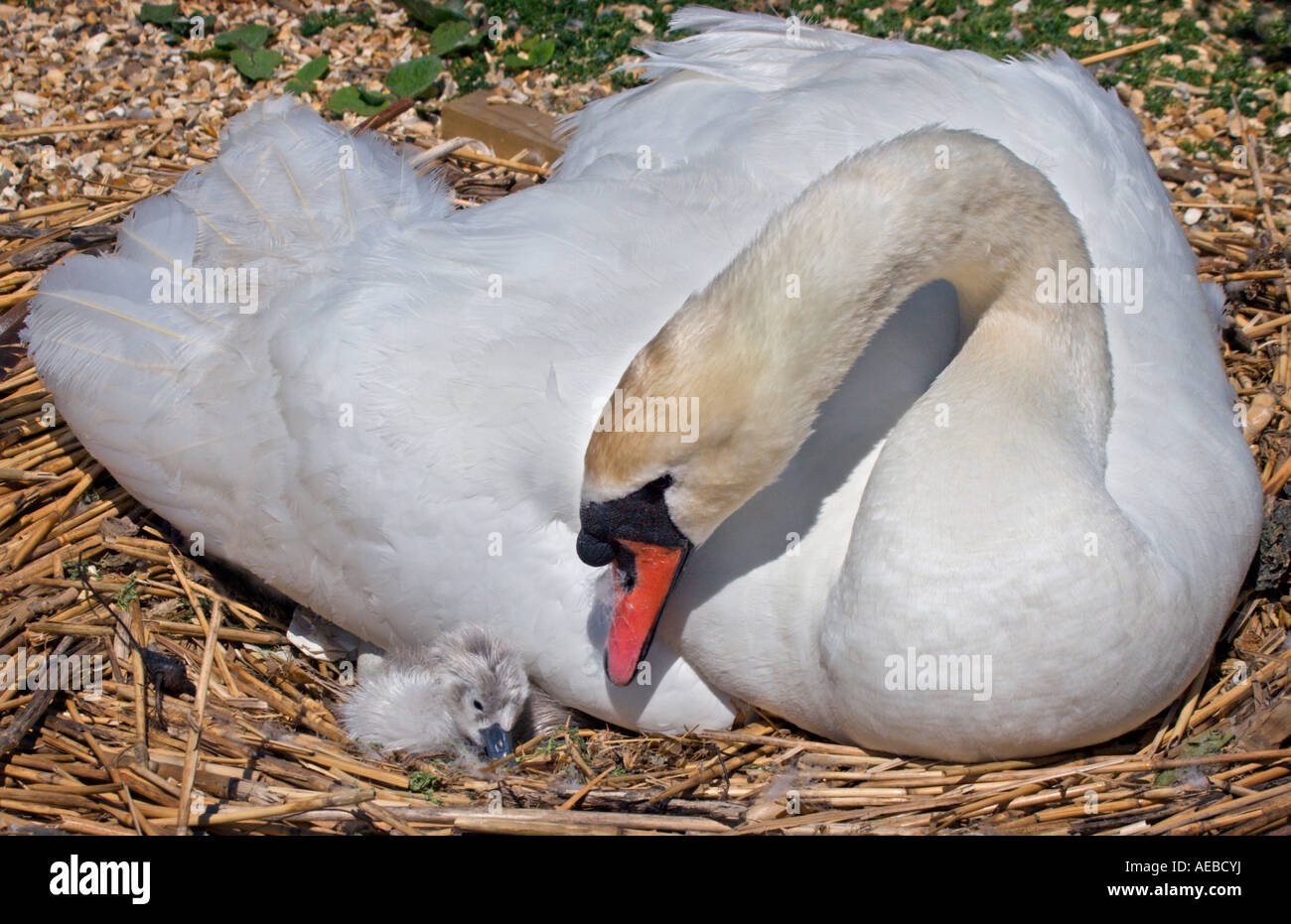 Cygnet egg hi-res stock photography and images - Alamy