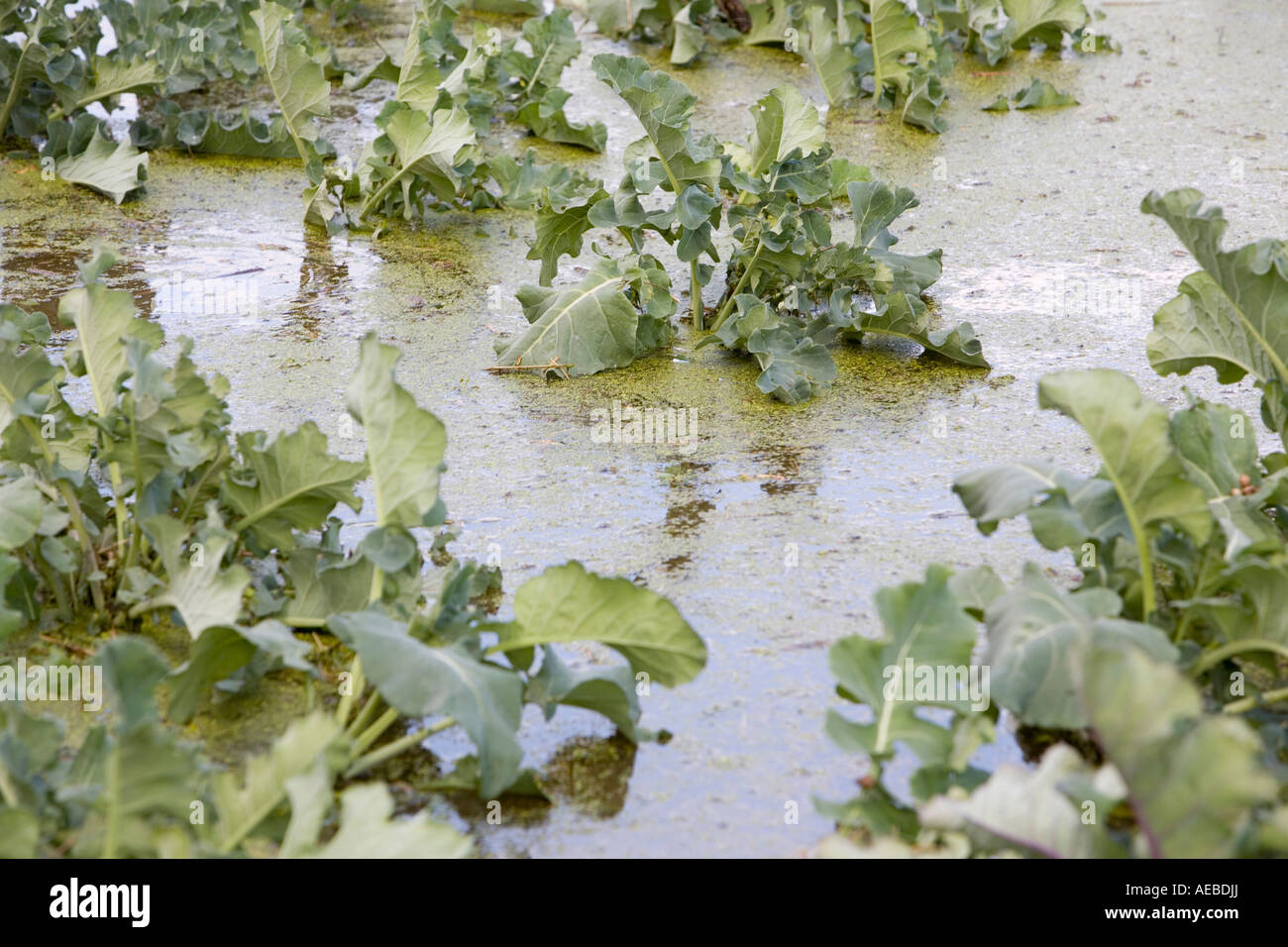 Crops destroyed by flooding hi-res stock photography and images - Alamy
