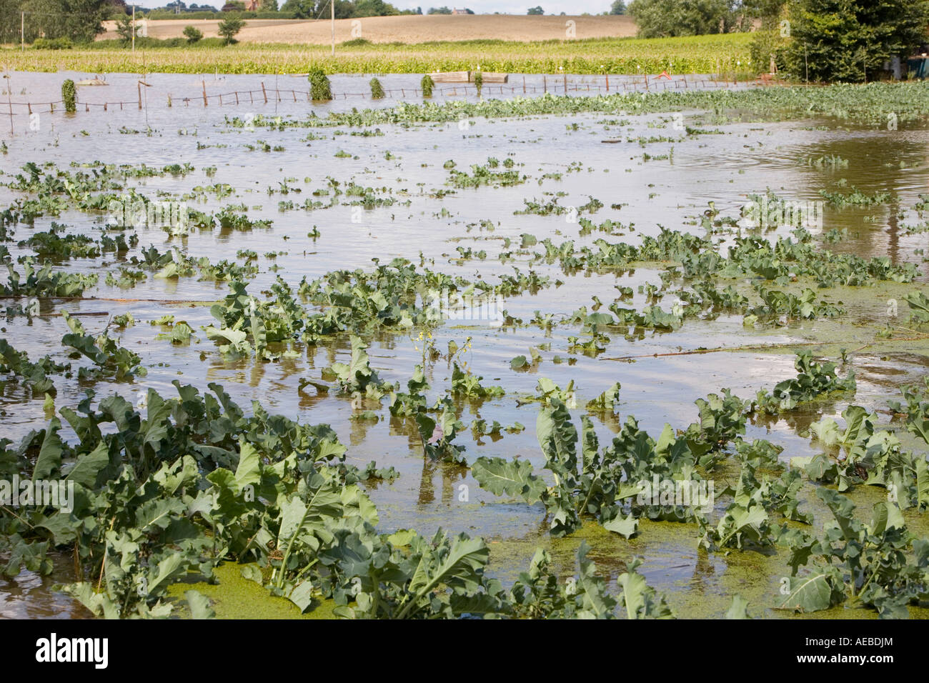 Crops destroyed by flooding hi-res stock photography and images - Alamy