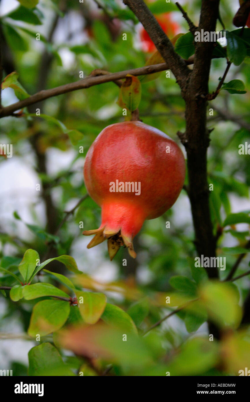 Pomegranate or grenadine Punica Granatum L in the tree flower island ...