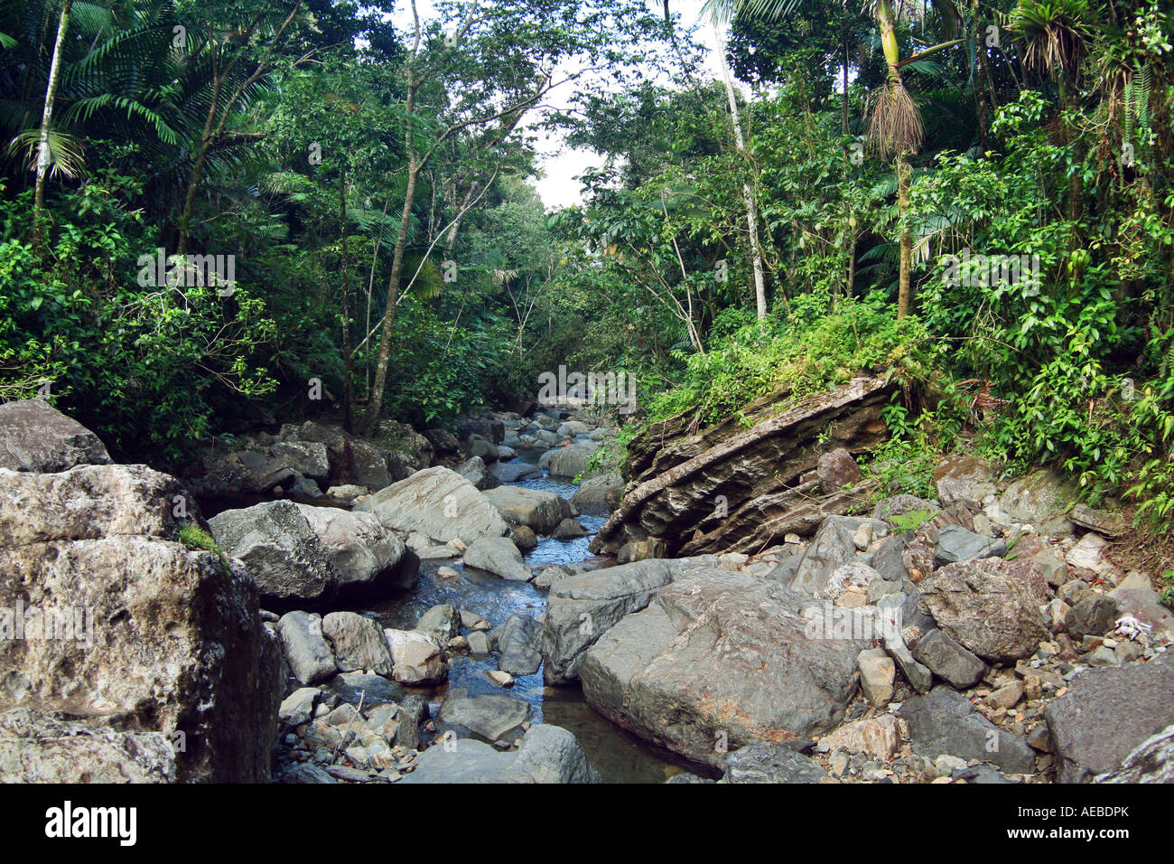 El yunque rain forest hi-res stock photography and images - Alamy