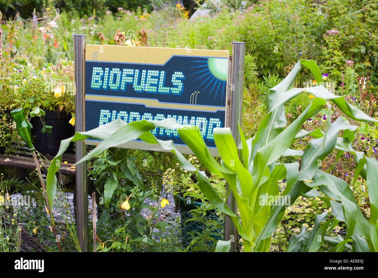 Biofuel crops growing at the Centre for Alternative Technology in ...