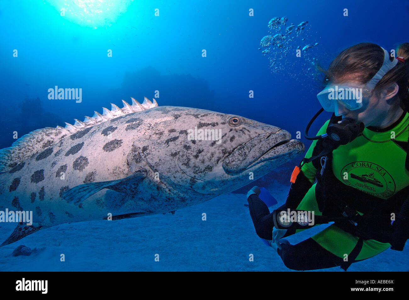 potato cod grouper Epinephelus tukula Cod Hole Ribbon Reefs Great ...