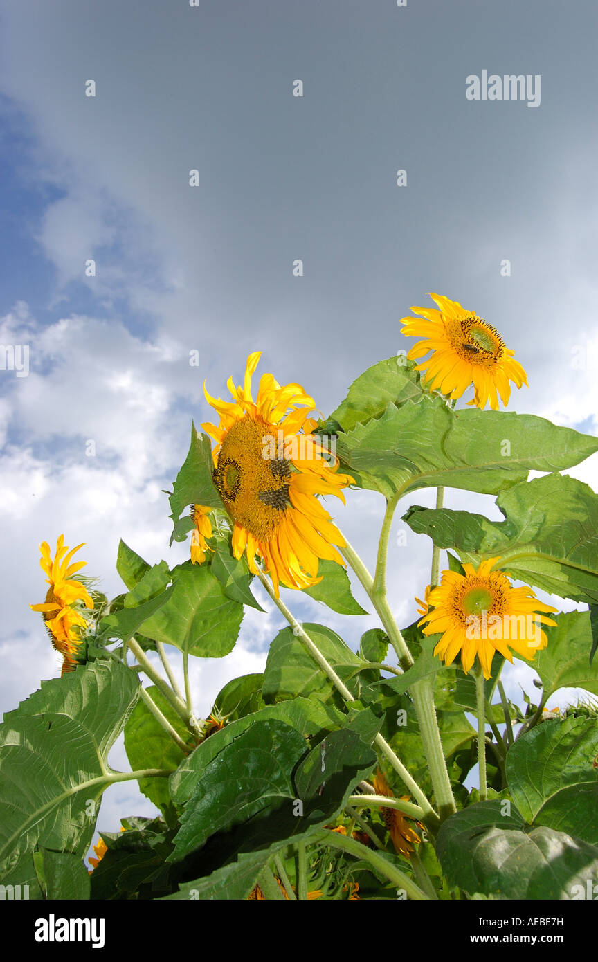 sunflower on sky background Stock Photo - Alamy