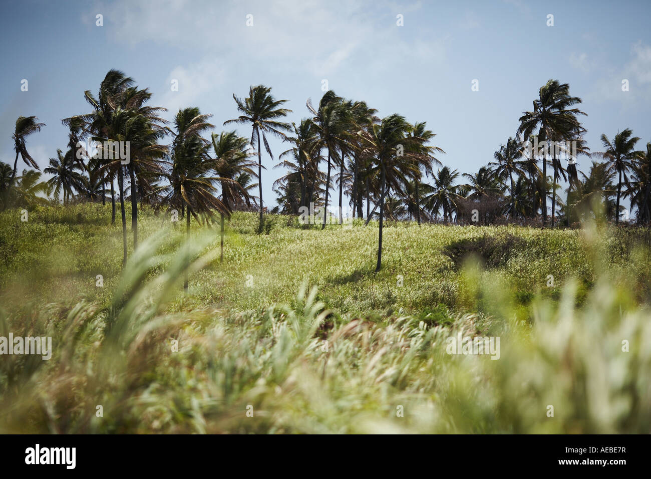 Sugar Cane Field with Palm Trees in Distance St Kitts and Nevis Islands ...