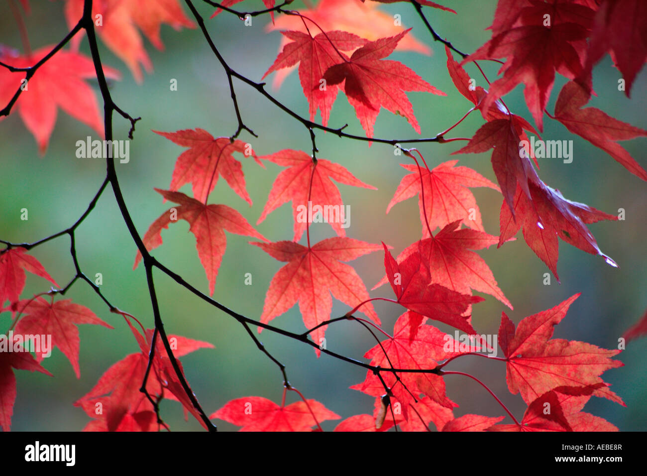 Backlit Autumn leaves Stock Photo - Alamy