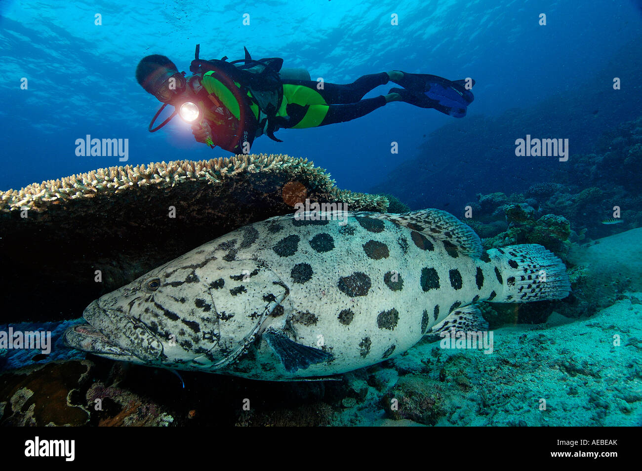 potato cod grouper Epinephelus tukula Cod Hole Ribbon Reefs Great ...