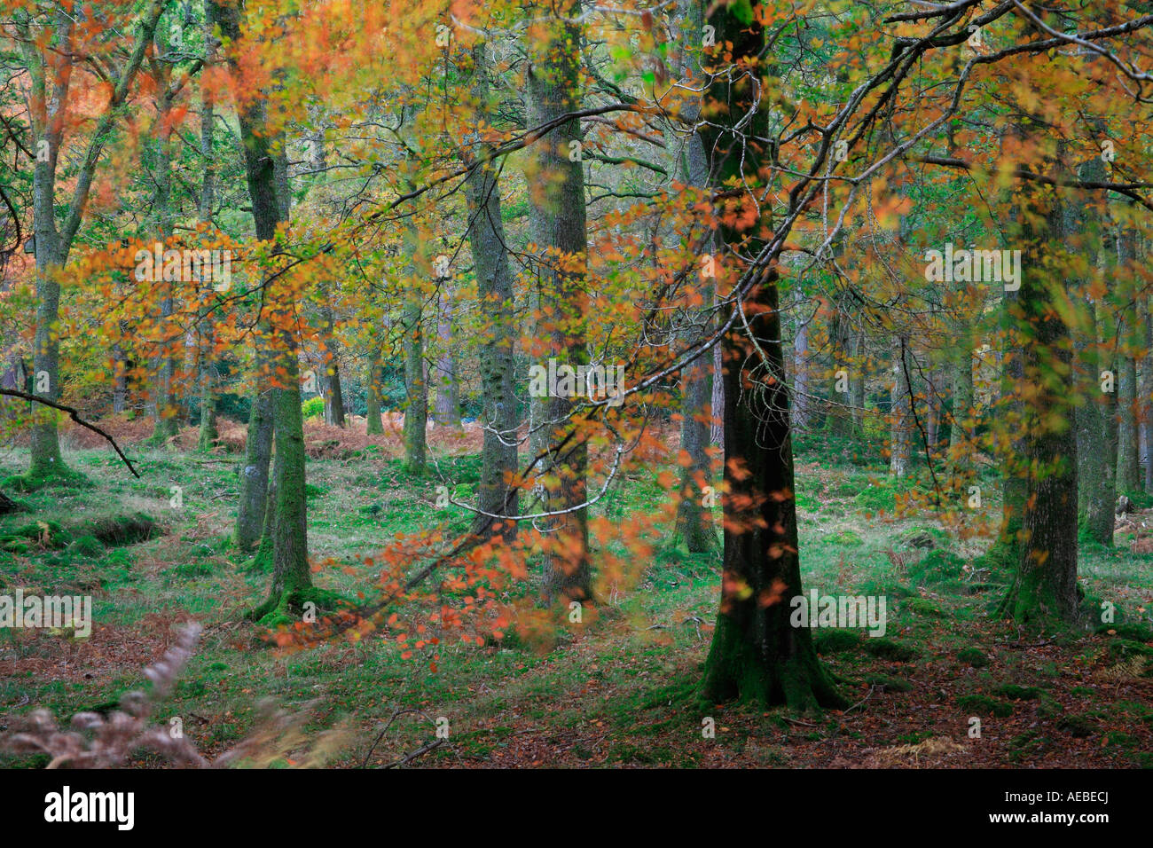 Manesty wood hi-res stock photography and images - Alamy