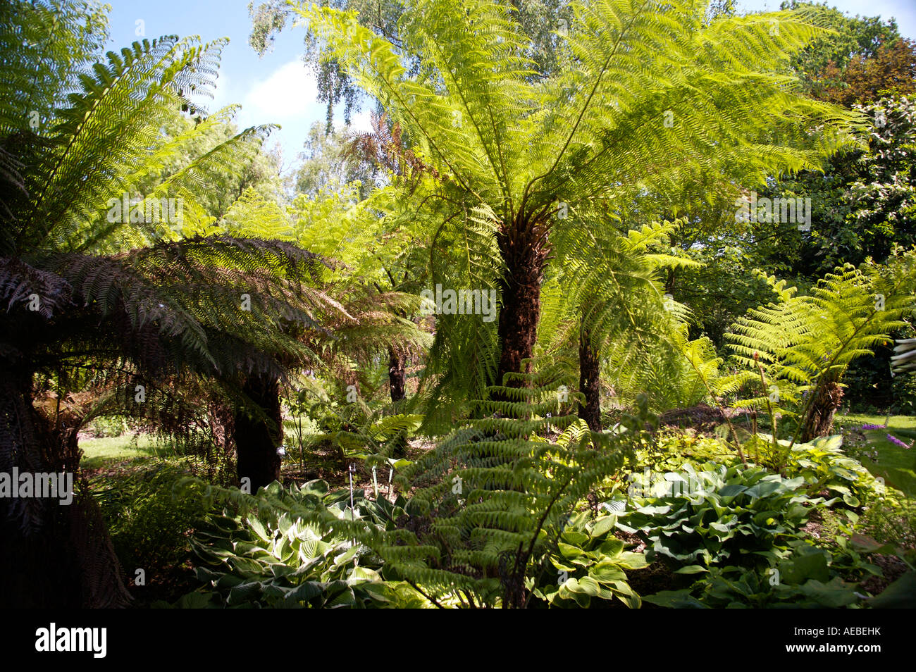 Tree ferns in a residential garden Stock Photo - Alamy