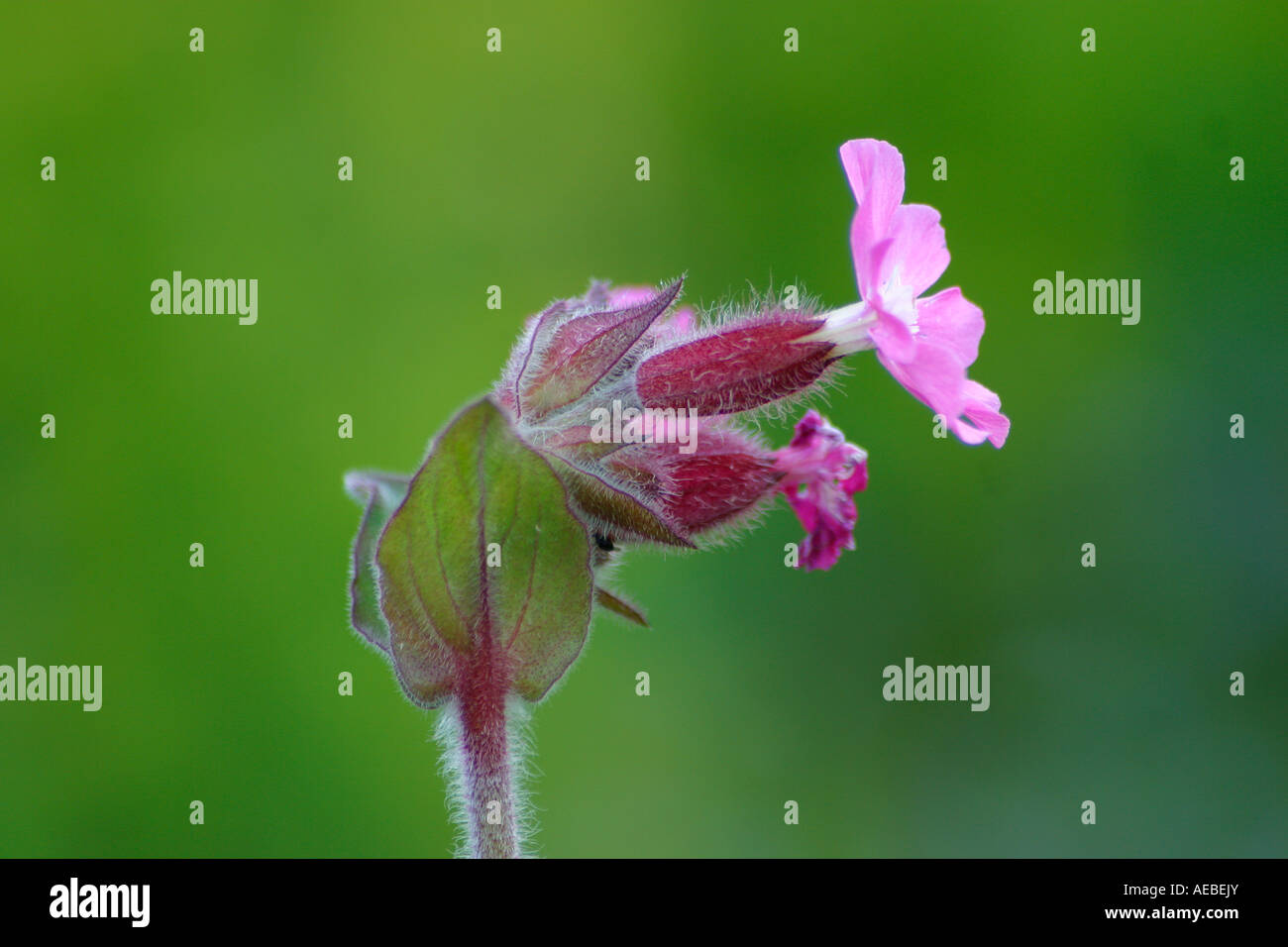 Wildflowers Wales UK Stock Photo - Alamy